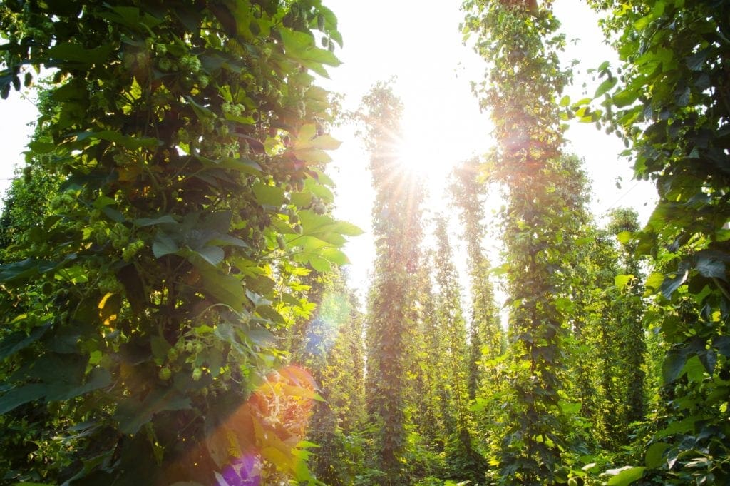 Yakima Chief Hops & an Idaho-grown IPA, Seven Samurai - Pure Brewing