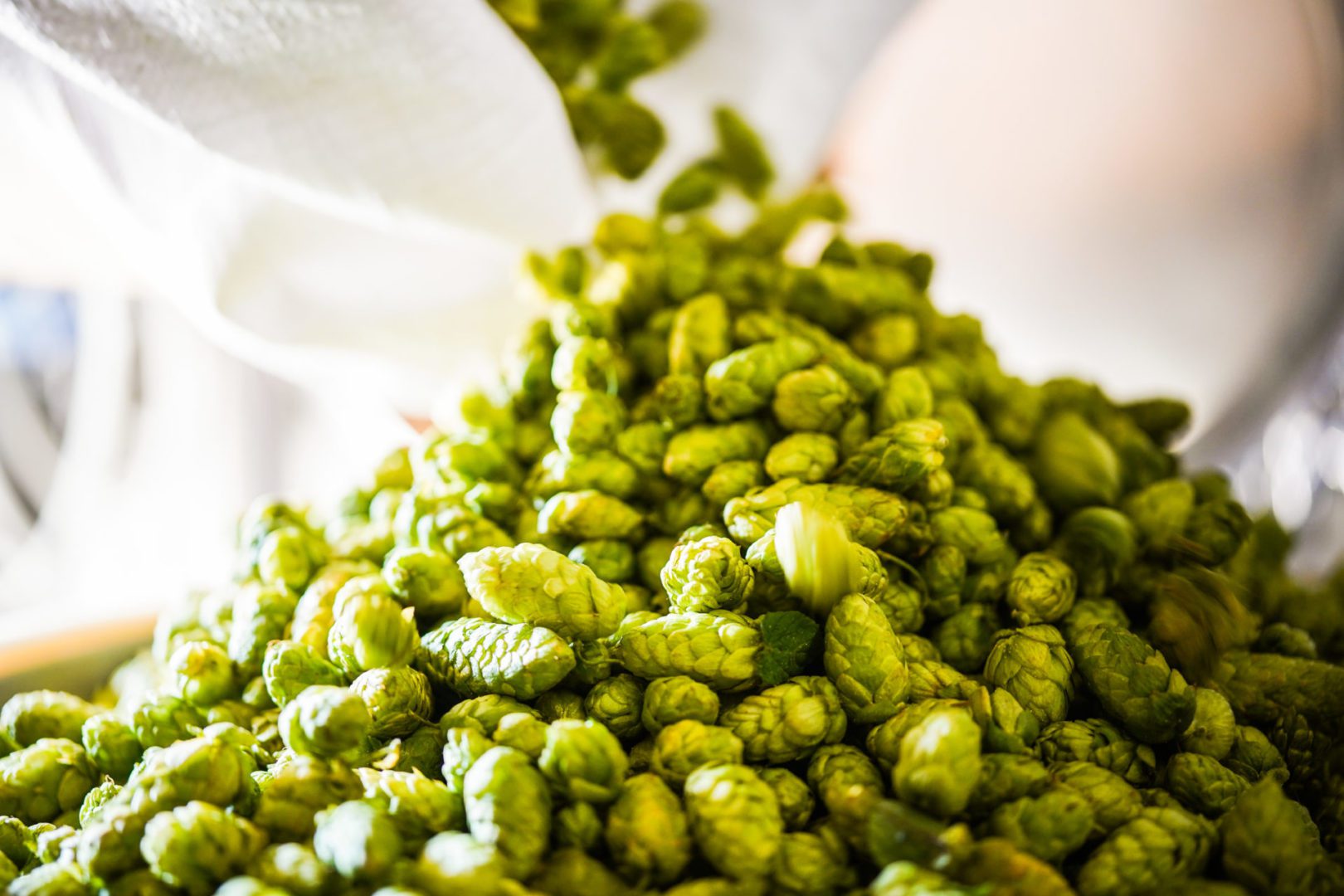 A Wet Hop Story: From Bine to Brew - Pure Brewing