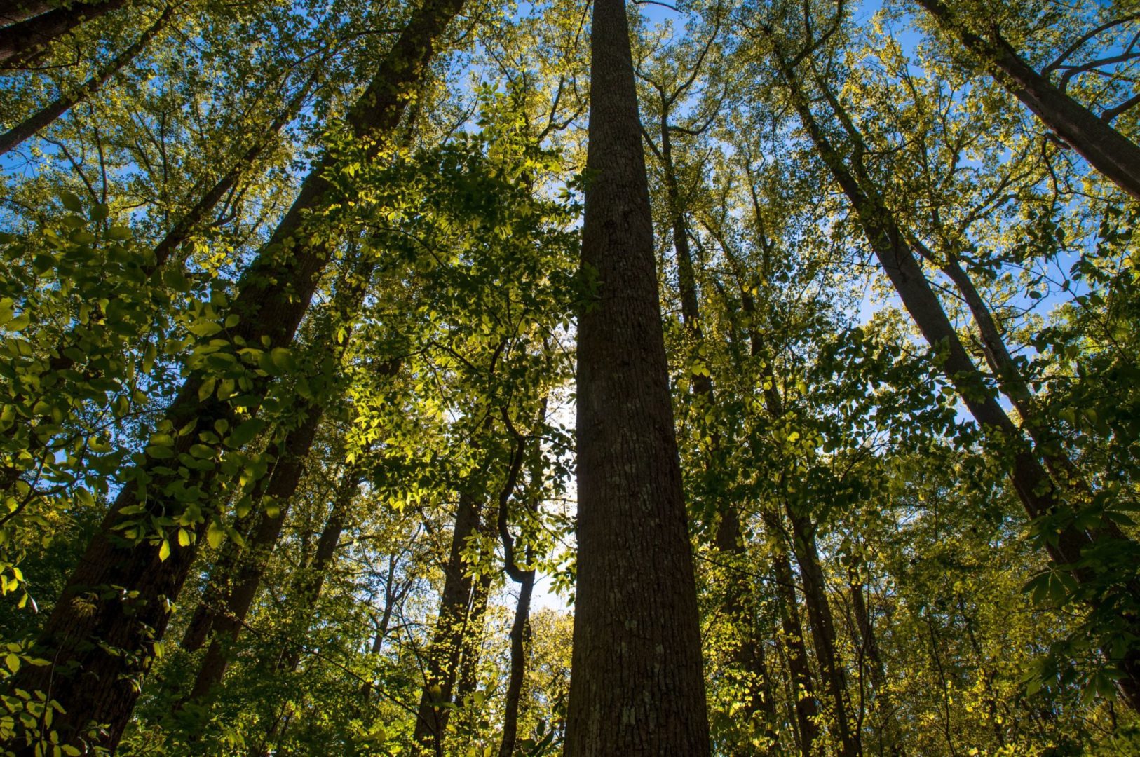 National Forest Foundation - Pure Brewing