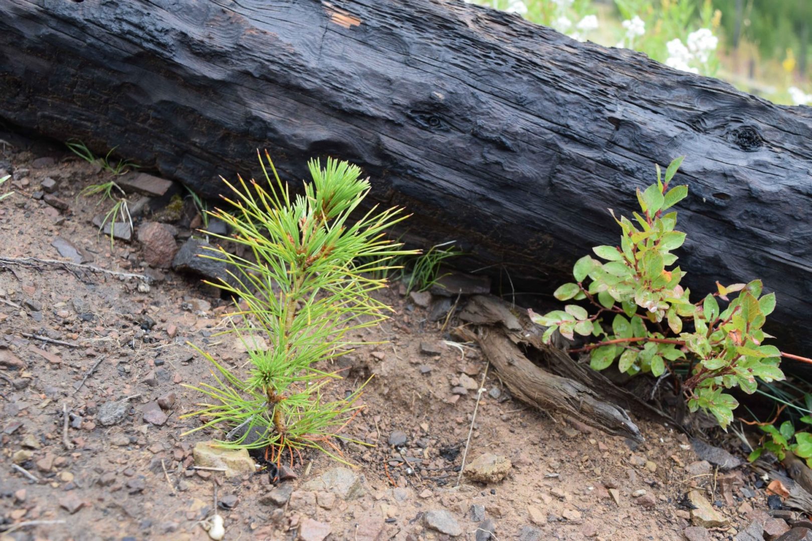 1% for the Planet Partner: National Forest Foundation - Pure Project