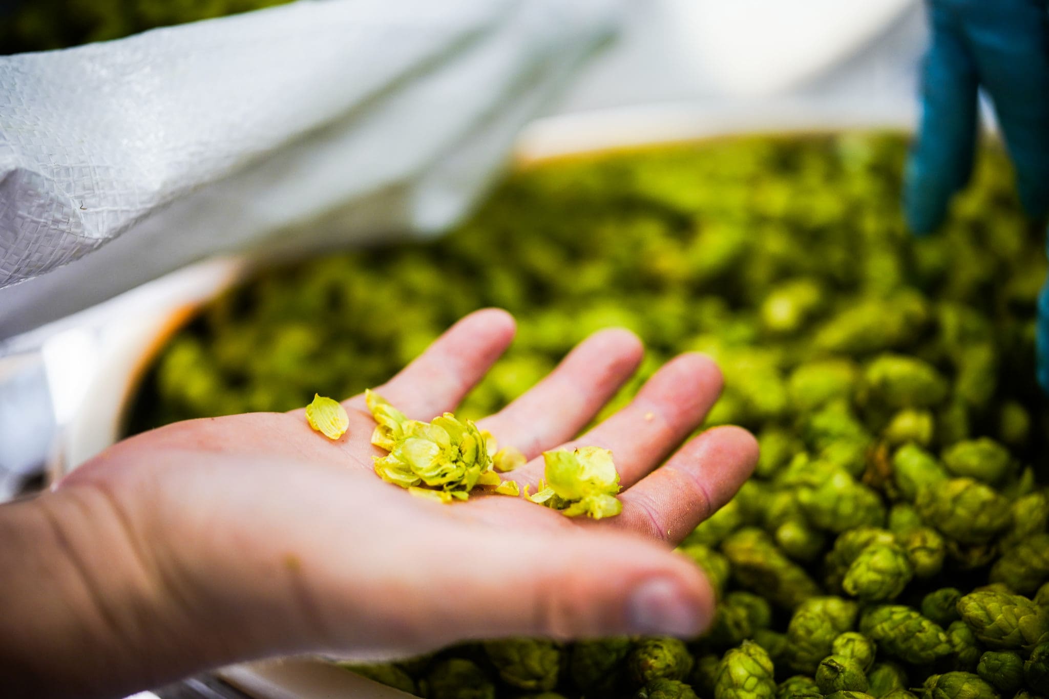 Shaping the Future of Hops: Bract Brewing Programme - Pure Brewing