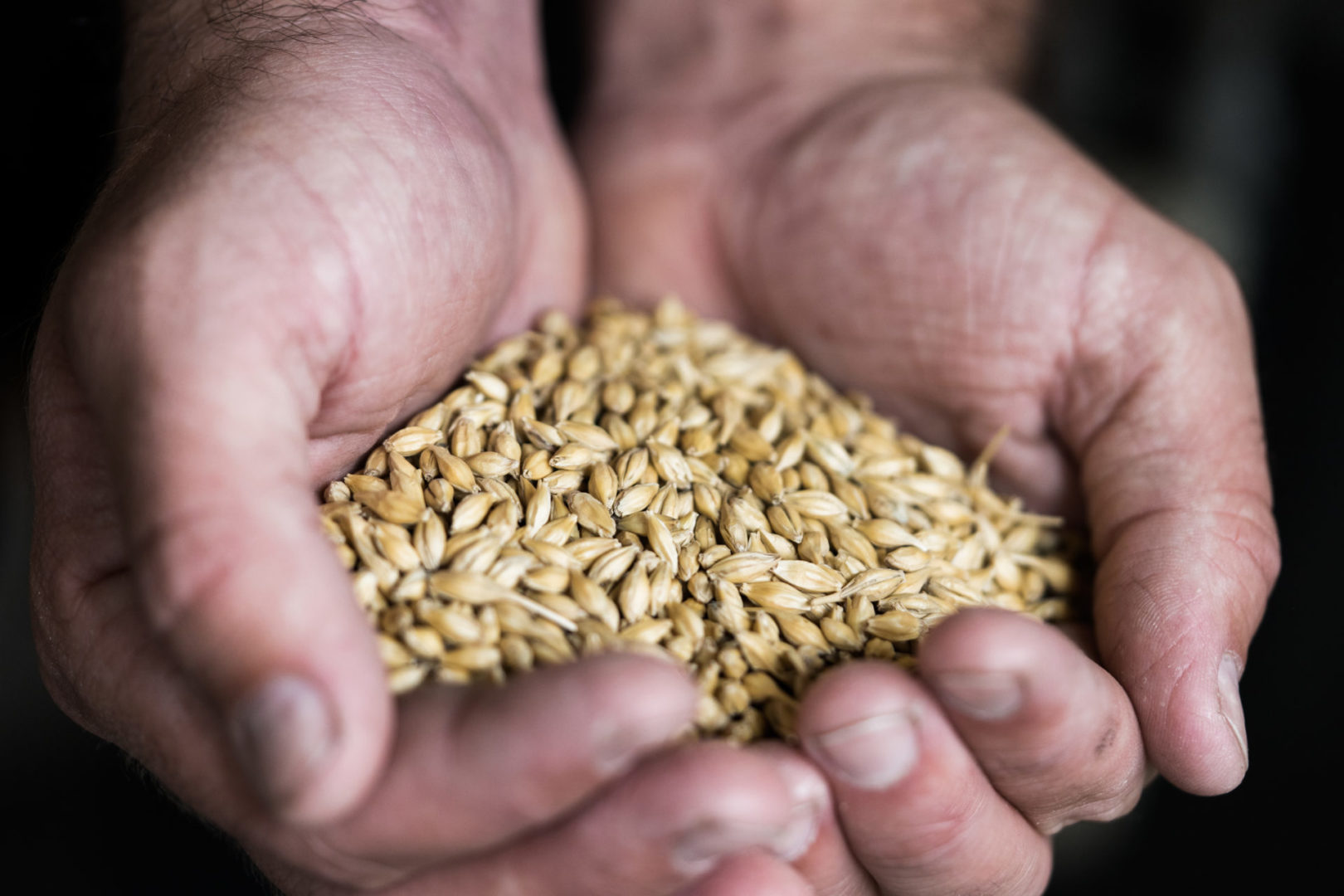 From Grain to Glass & Back to Earth: Pure Project's Grain Cycle