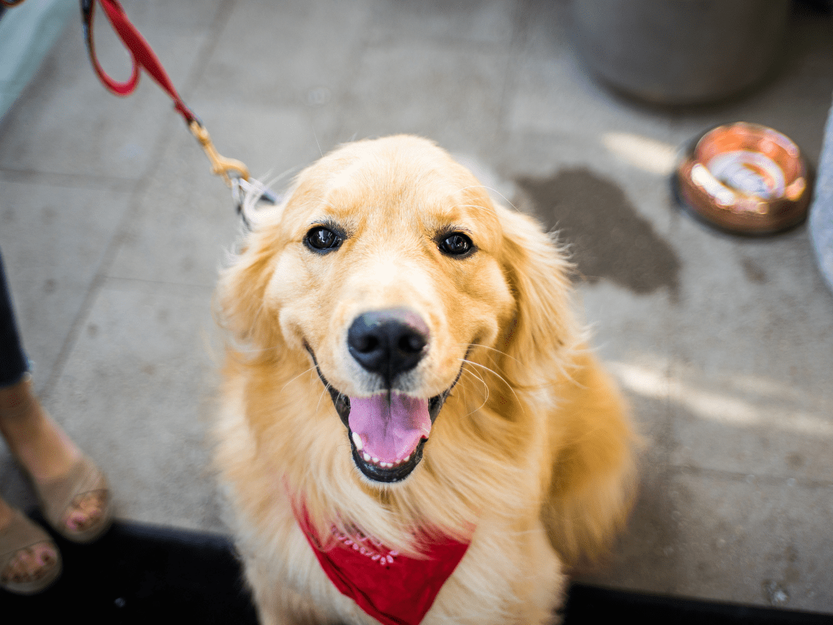 All Paws Lead to Carlsbad: Yappy Hour - Pure Project
