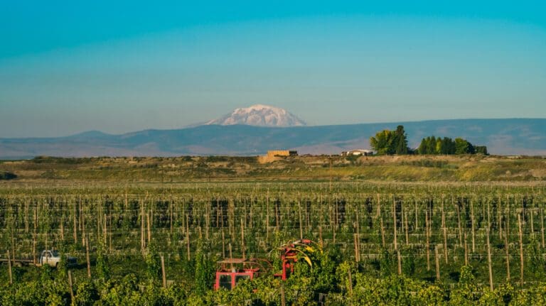 Double R Ranches & Yakima Chief Hops: A Citra Story